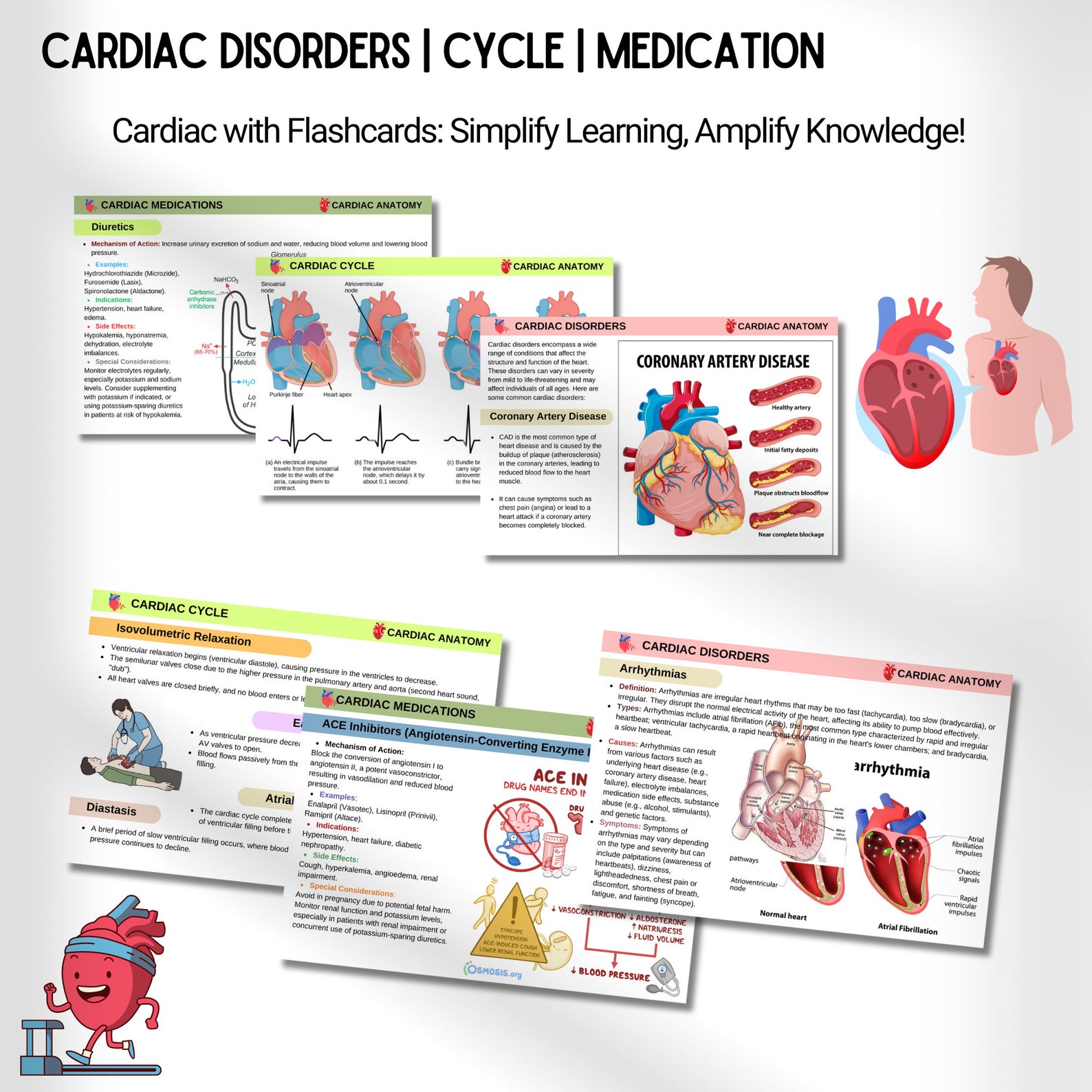 Cardiac Anatomy Flashcards | Cardiovascular System | Heart Anatomy ...