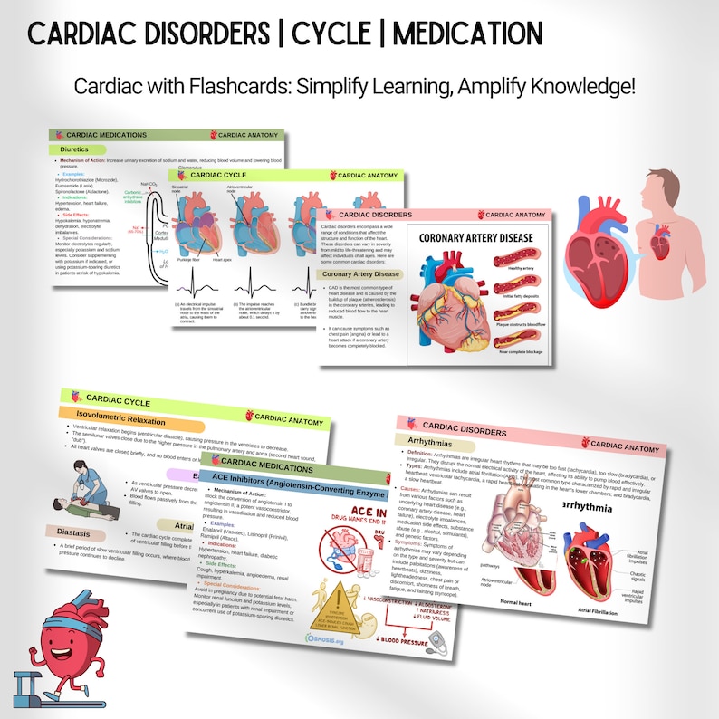Cardiac Anatomy Flashcards | Cardiovascular System | Heart Anatomy ...