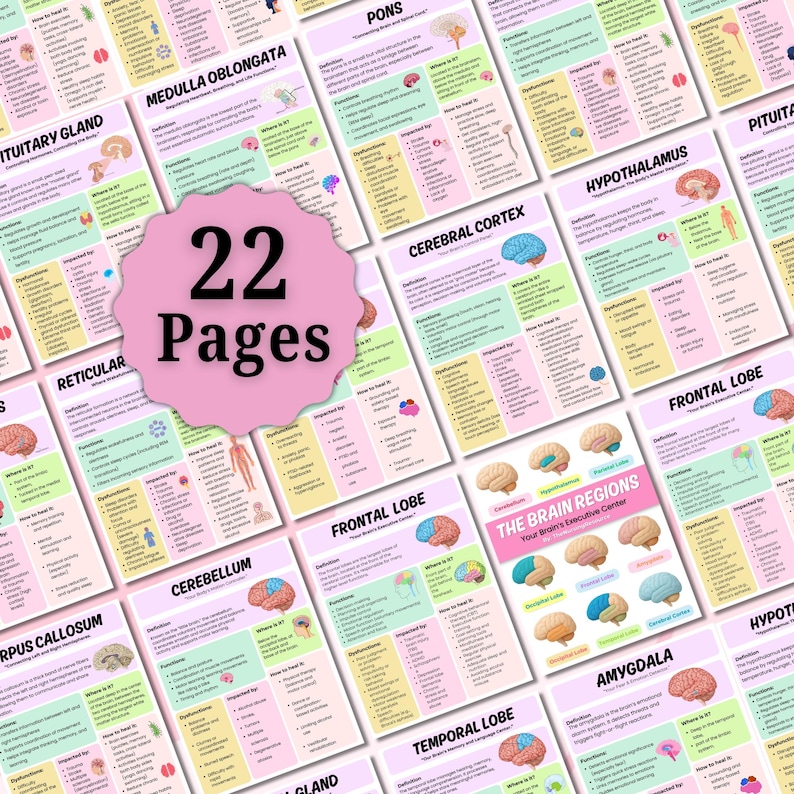 The Brain Regions and Their Functions | Brain Anatomy | Human Brain ...