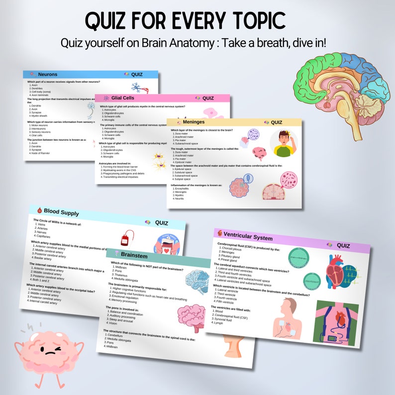 Anatomy of A Brain Flashcards | Brain Anatomy | Anatomy Notes | Nursing ...