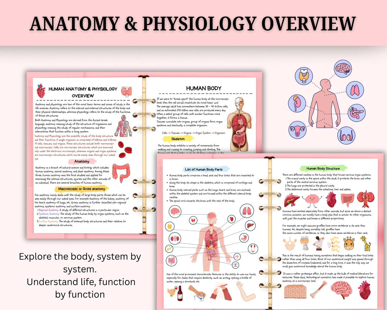 Anatomy and Physiology 1 Study Guide | A and P Study Guide | Human ...