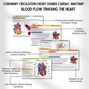 Cardiac Anatomy Flashcards | Cardiovascular System | Heart Anatomy ...