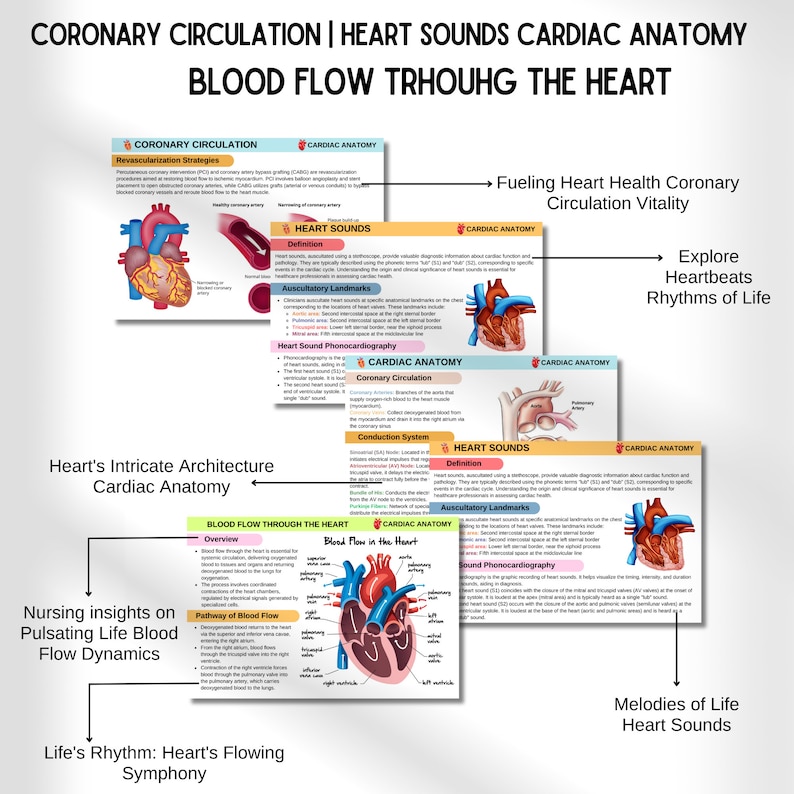 Cardiac Anatomy Flashcards | Cardiovascular System | Heart Anatomy ...