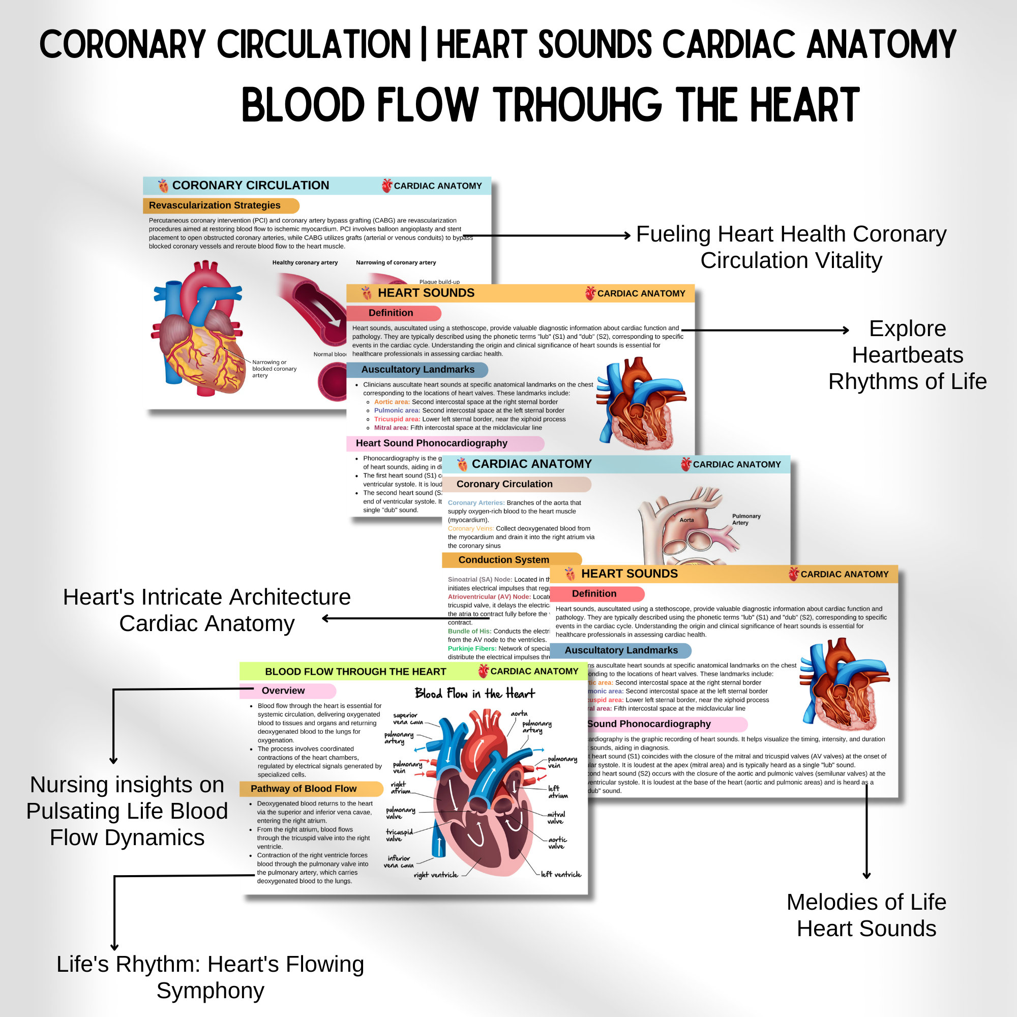 Cardiac Anatomy Flashcards | Cardiovascular System | Heart Anatomy ...