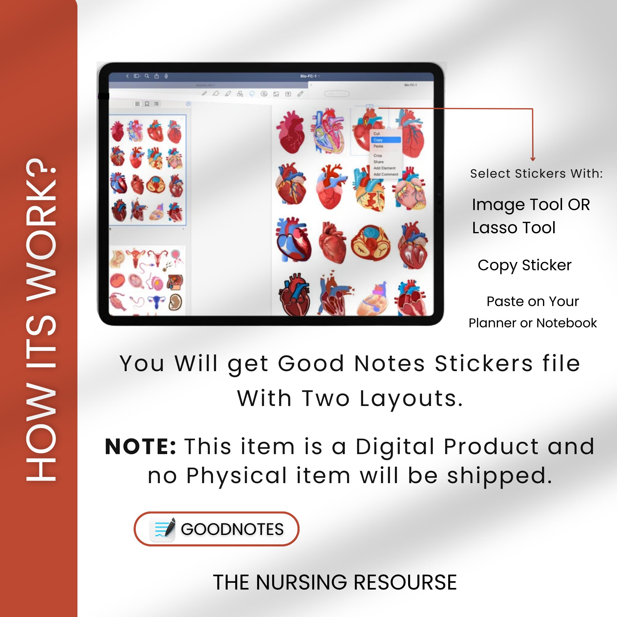 Anatomy & Biology Goodnotes Stickers | Pre-cropped Human Body Stickers ...