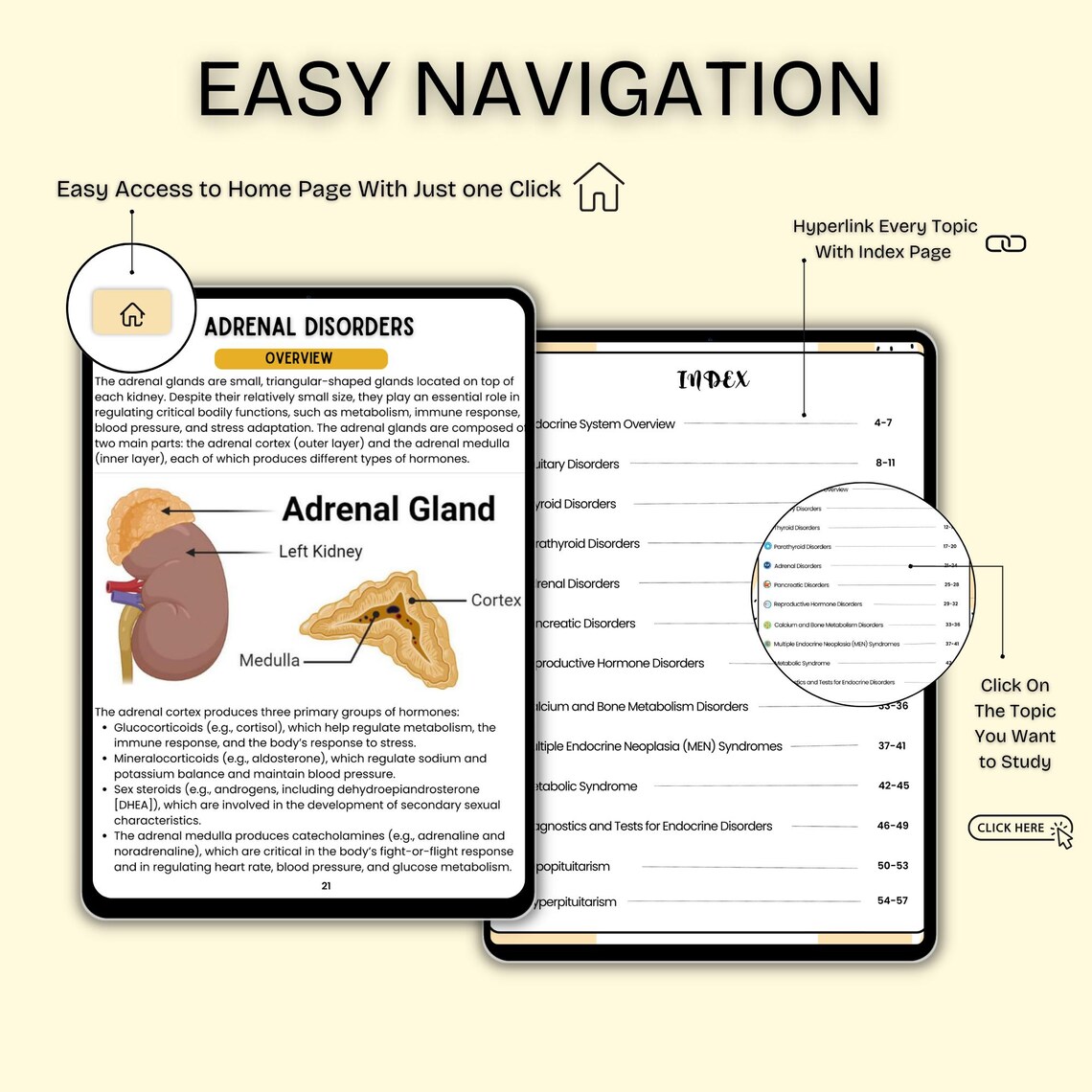 Endocrine Notes | Endocrine System Disorders | Nursing Bundle | PDF - Etsy