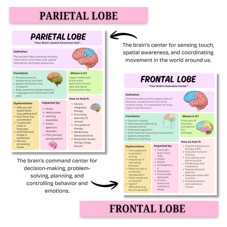 The Brain Regions and Their Functions | Brain Anatomy | Human Brain ...