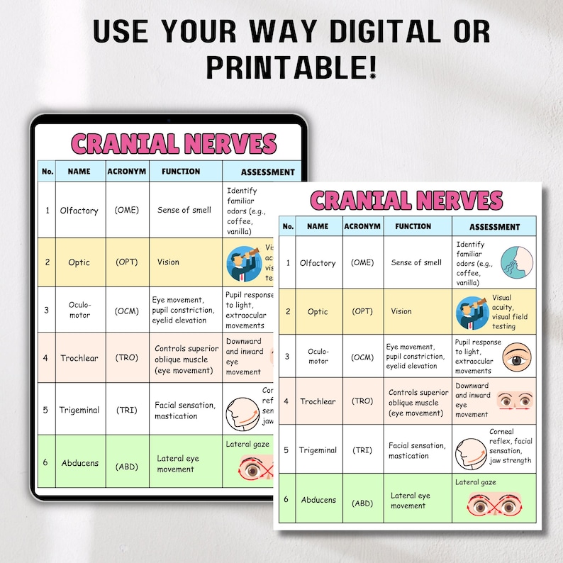 Cranial Nerves Notes | Nursing Student | Study Guide | Nurse Cheat ...