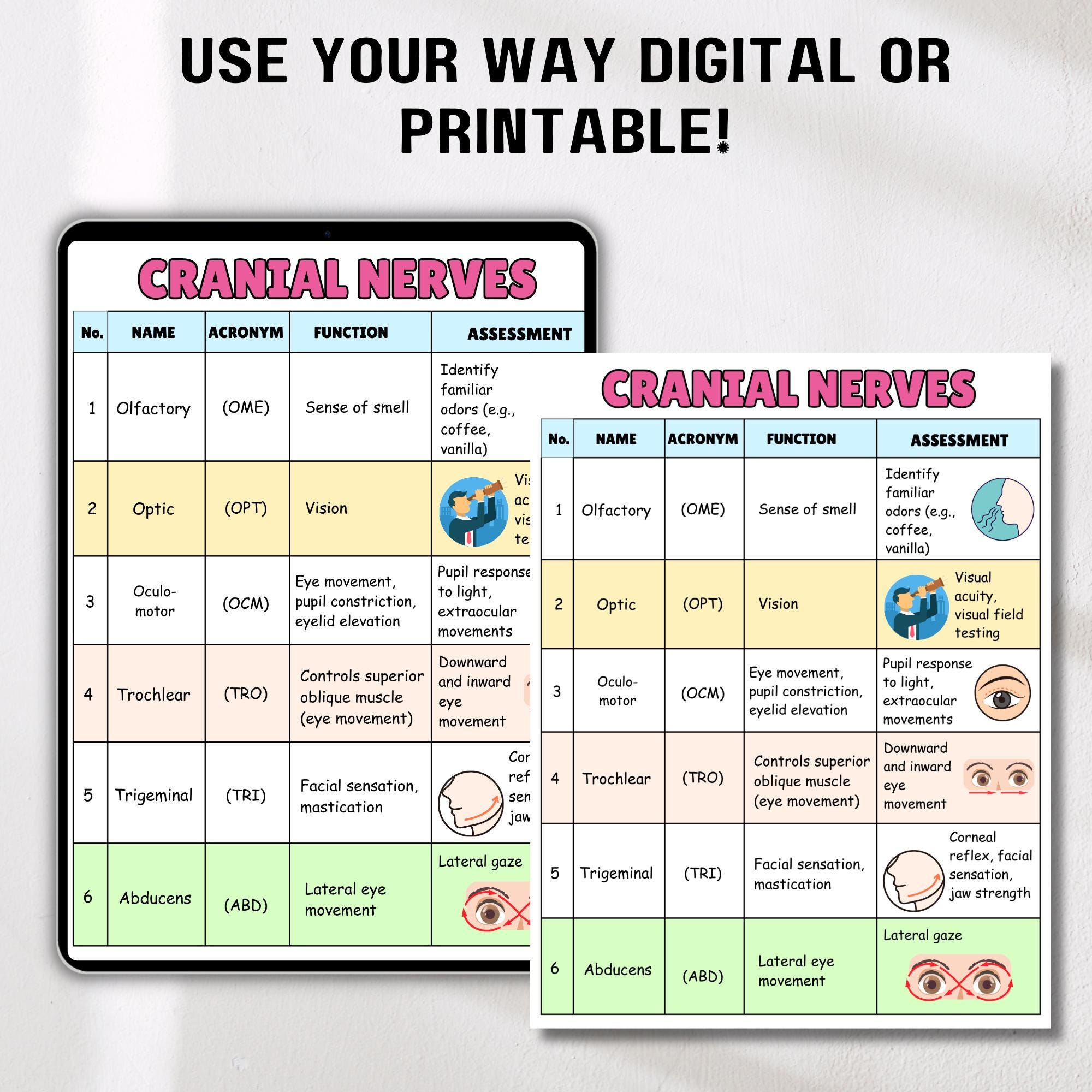 Cranial Nerves Notes | Nursing Student | Study Guide | Nurse Cheat ...