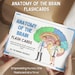 Anatomy of A Brain Flashcards | Brain Anatomy | Anatomy Notes | Nursing ...