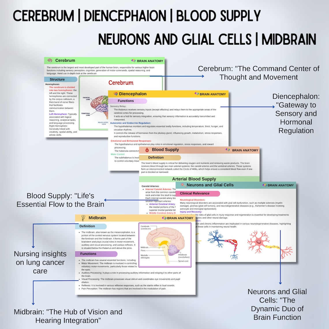 Anatomy of A Brain Flashcards | Brain Anatomy | Anatomy Notes | Nursing ...