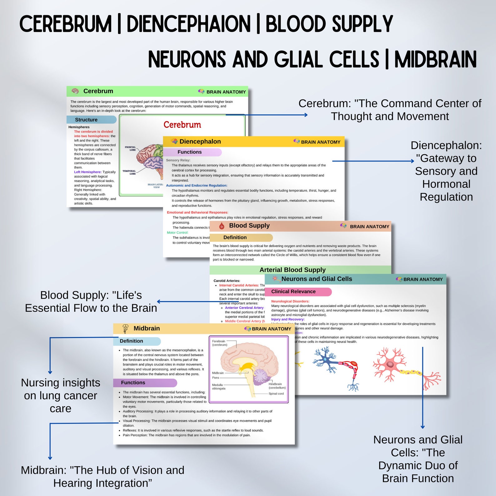Anatomy of A Brain Flashcards | Brain Anatomy | Anatomy Notes | Nursing ...