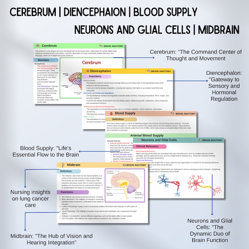 Anatomy of A Brain Flashcards | Brain Anatomy | Anatomy Notes | Nursing ...