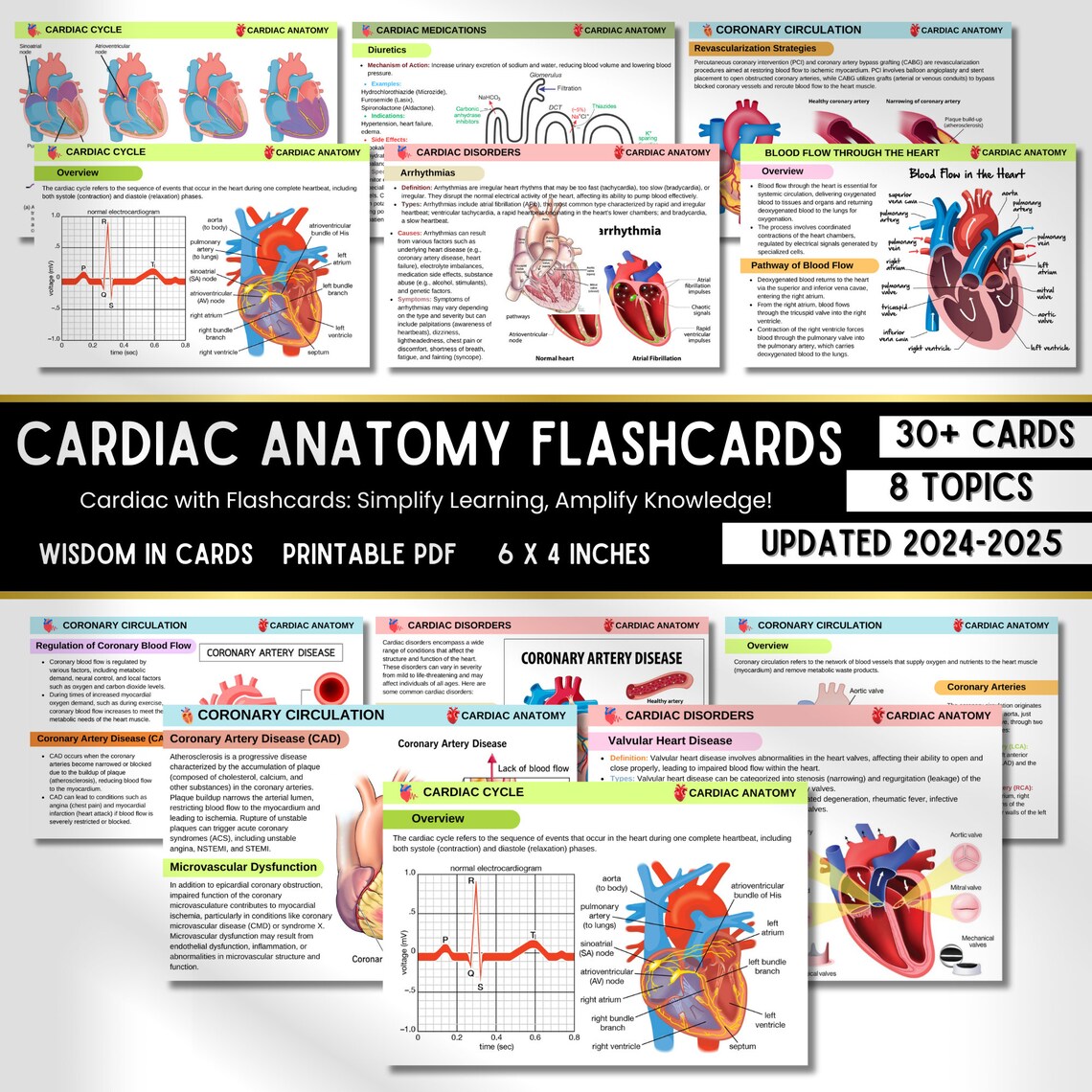 Cardiac Anatomy Flashcards | Cardiovascular System | Heart Anatomy ...