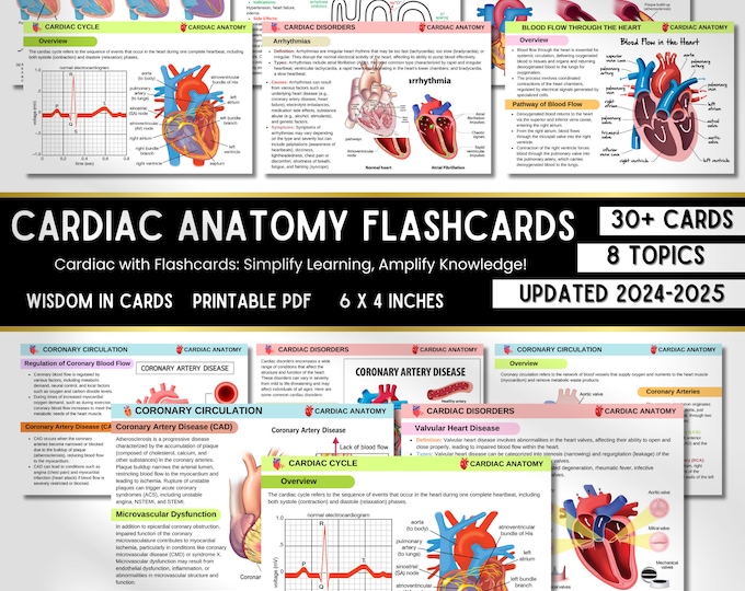 Cardiac Anatomy Flashcards | Cardiovascular System | Heart Anatomy ...