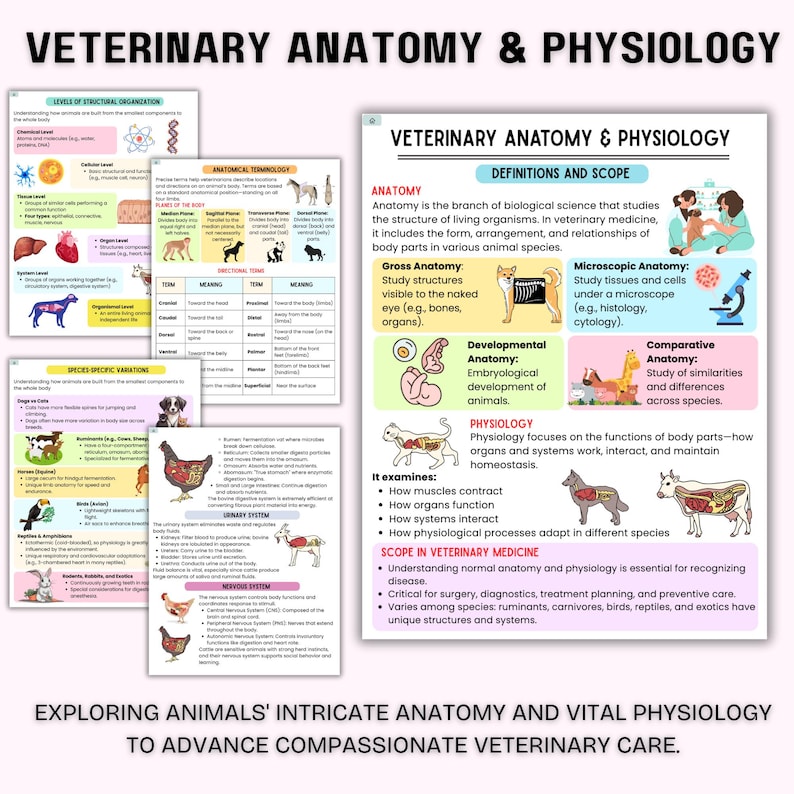 Veterinary Anatomy & Physiology Study Sheets | Veterinary Nurse ...