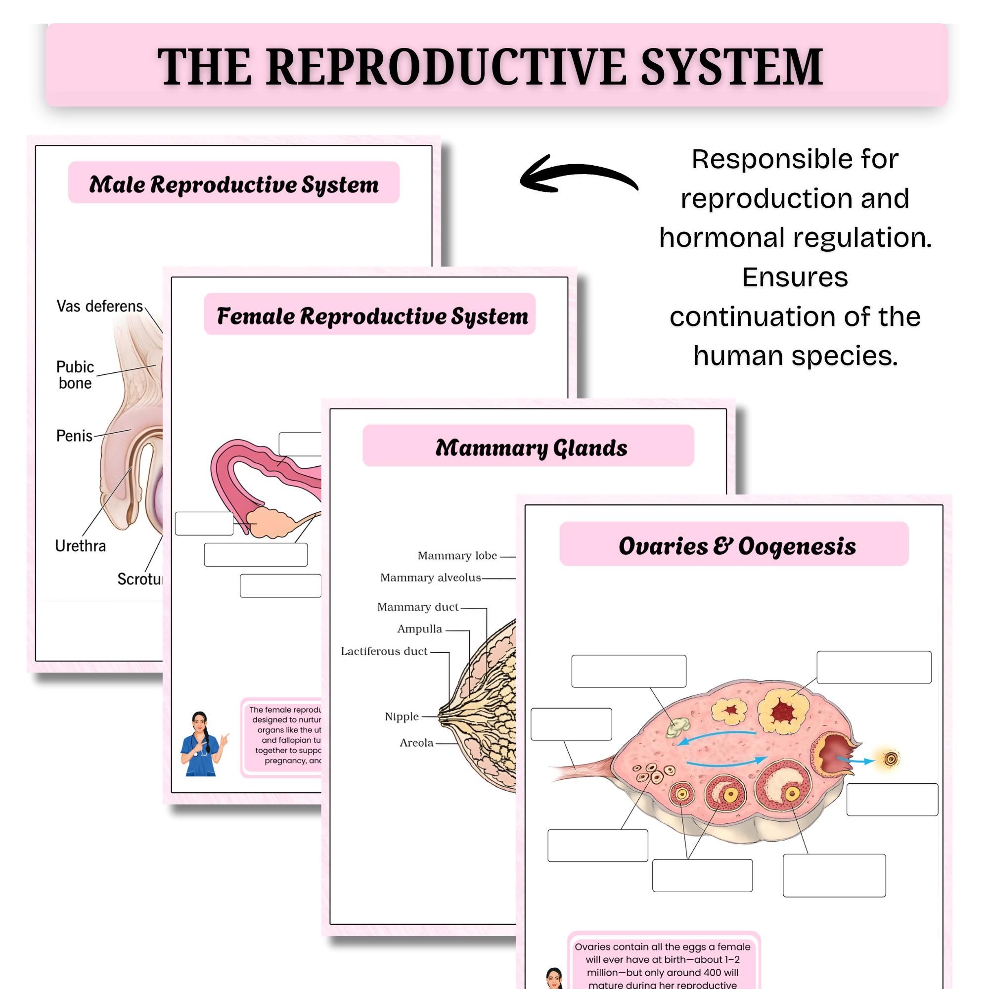 Human Anatomy System Labeling Book | Anatomy & Physiology Study Guide ...