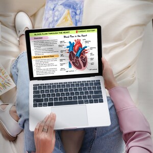 Cardiac Anatomy Flashcards | Cardiovascular System | Heart Anatomy ...