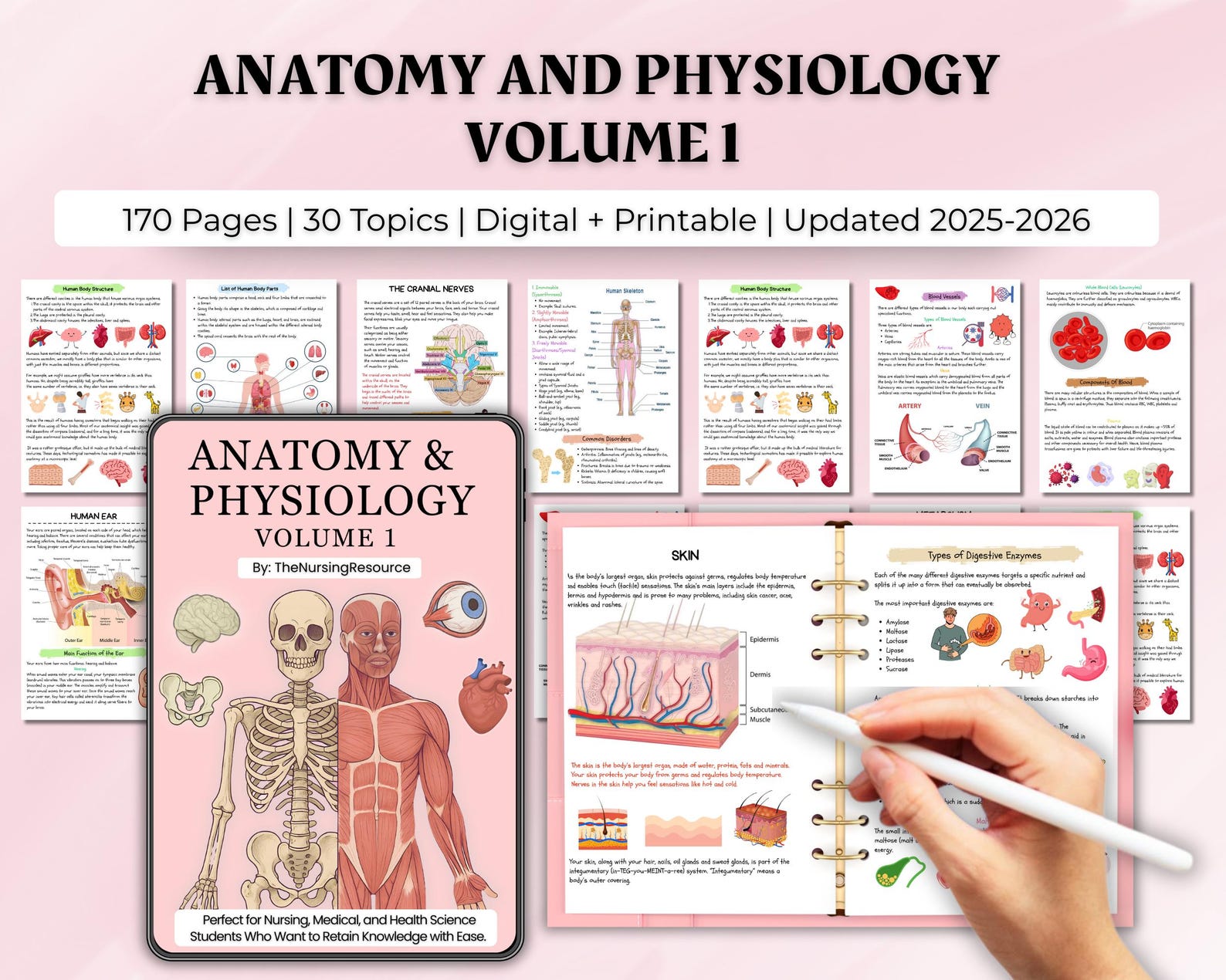 Anatomy and Physiology Notes Mega Bundle Vol 1 & 2 | Human Anatomy ...
