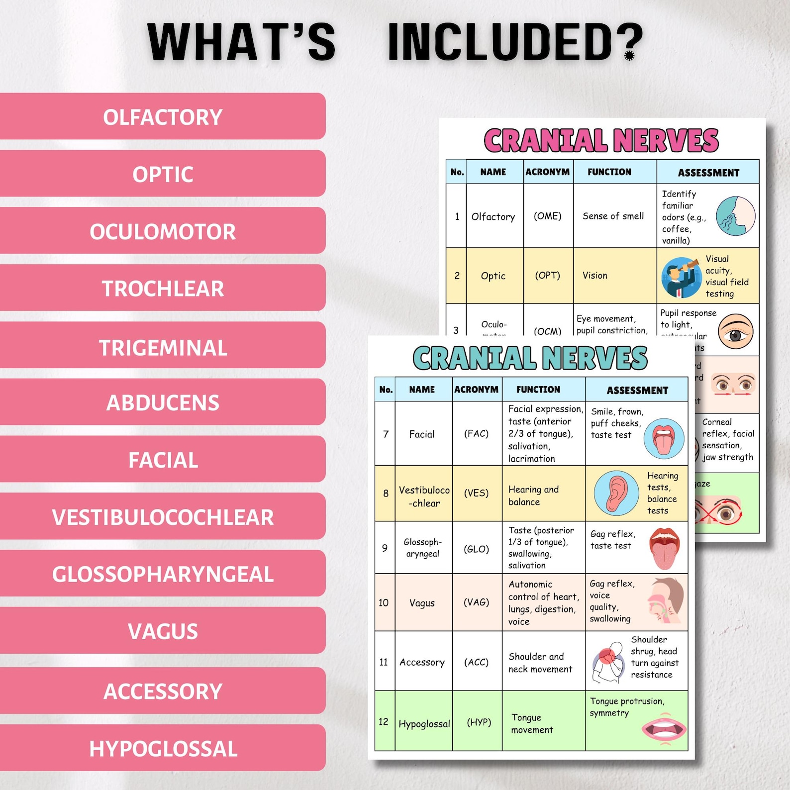 Cranial Nerves Notes | Nursing Student | Study Guide | Nurse Cheat ...