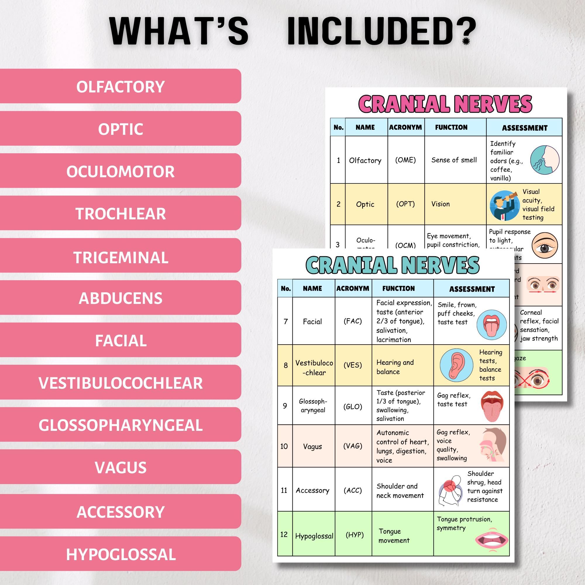 Cranial Nerves Notes | Nursing Student | Study Guide | Nurse Cheat ...