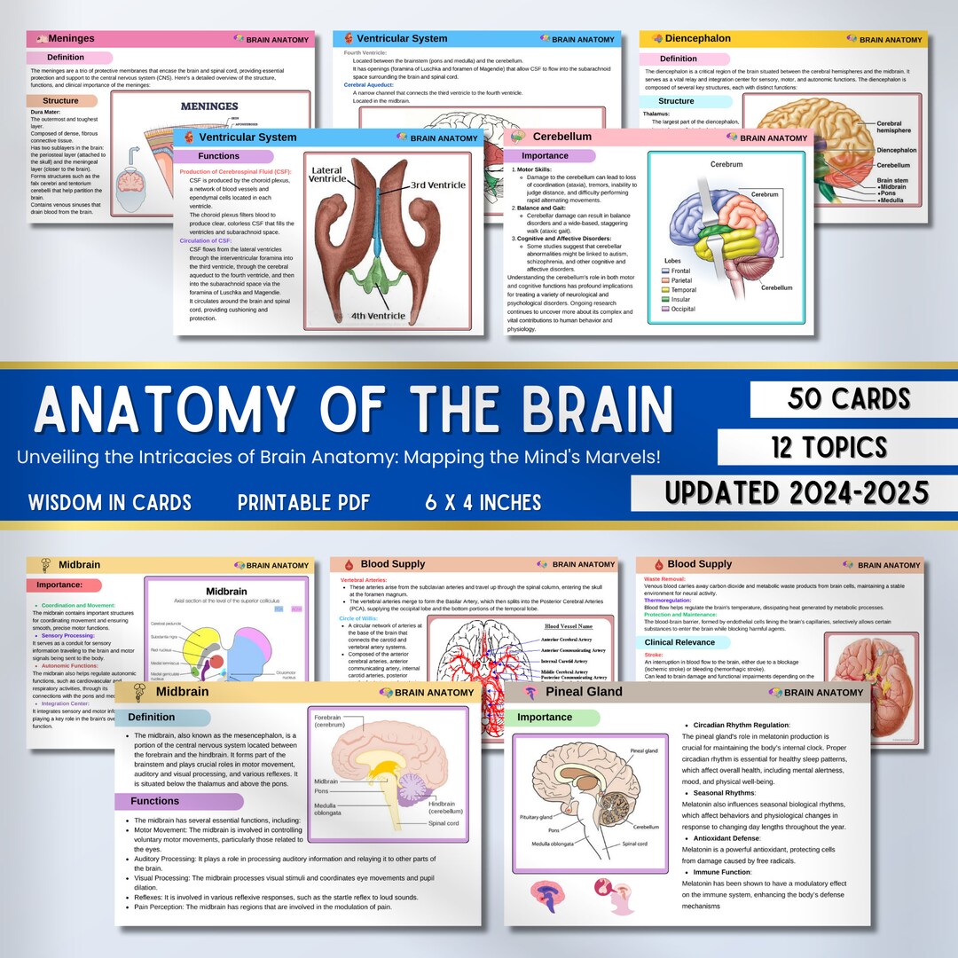 Anatomy of A Brain Flashcards | Brain Anatomy | Anatomy Notes | Nursing ...