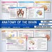 Anatomy of A Brain Flashcards | Brain Anatomy | Anatomy Notes | Nursing ...