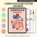 Cardiac Anatomy Flashcards Cardiovascular System Heart Anatomy Nursing ...