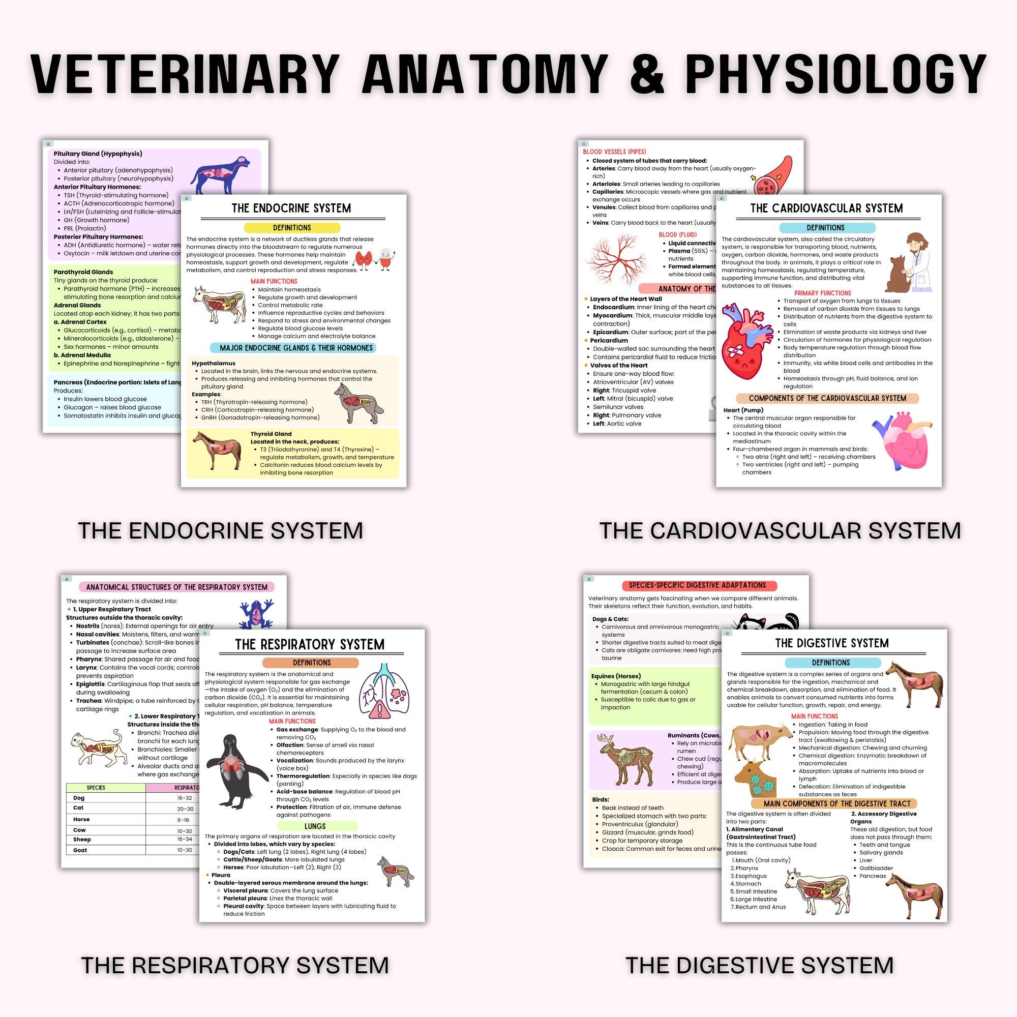 Veterinary Anatomy & Physiology Study Sheets | Veterinary Nurse ...