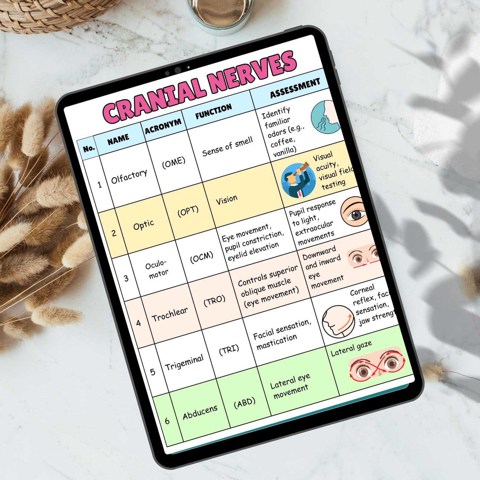 Cranial Nerves Notes | Nursing Student | Study Guide | Nurse Cheat ...