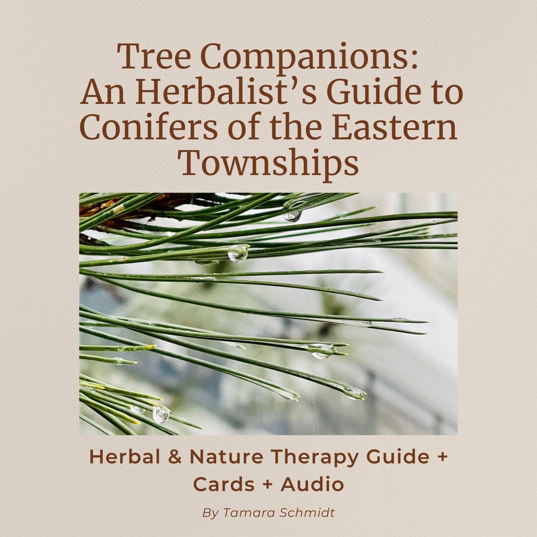 Tree Companions: Explore Herbal Wisdom & Nature Therapy With Conifers ...