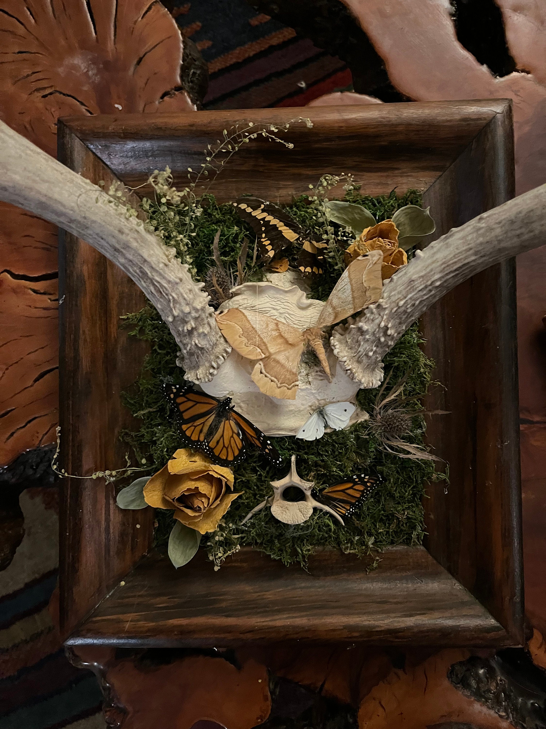 Deer Antler, Vertebrae and Butterfly Wall Art - Etsy