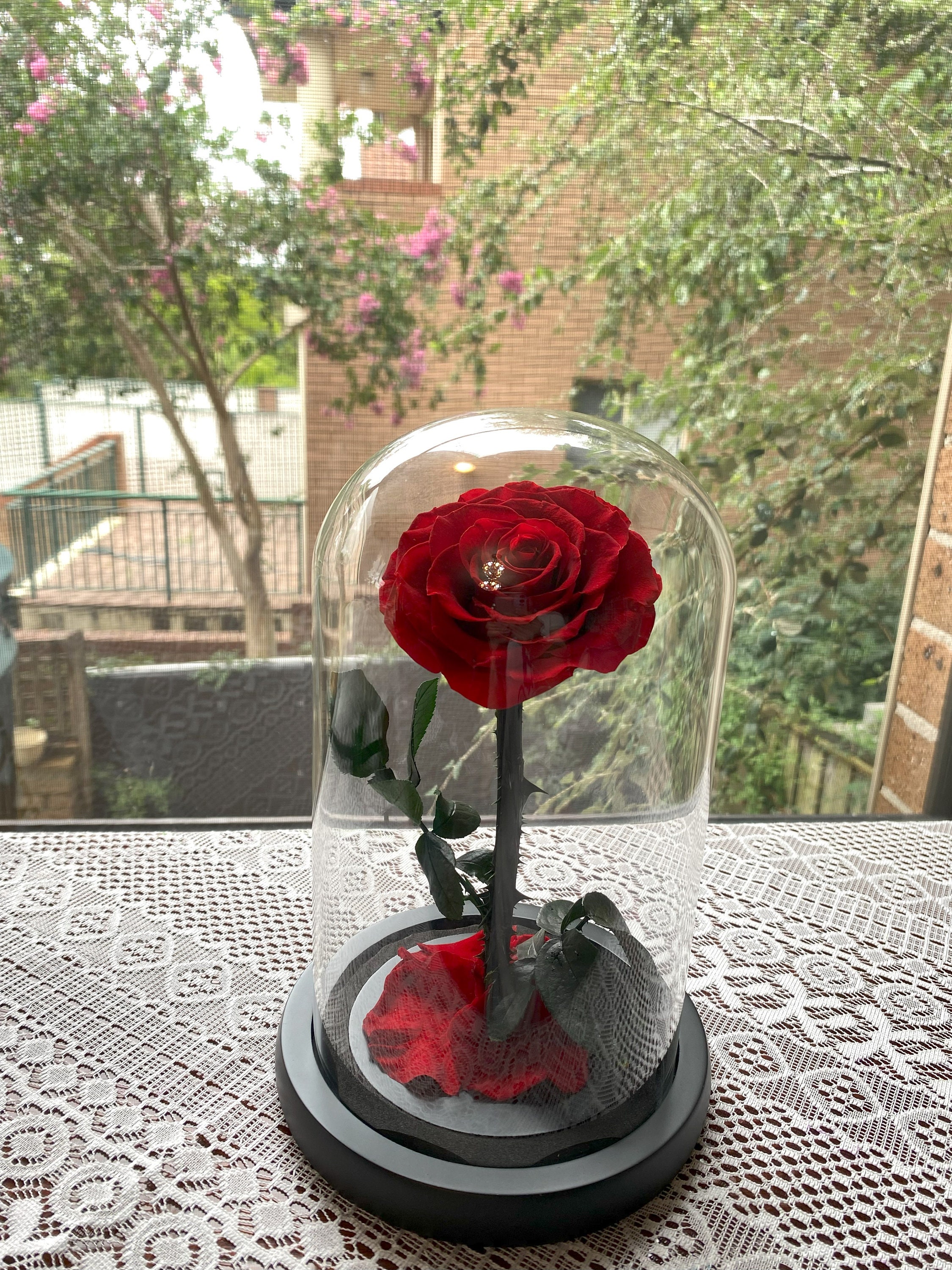 Preserved Rose in Glass Dome,valentine's Day Gift for Her,infinity Rose ...