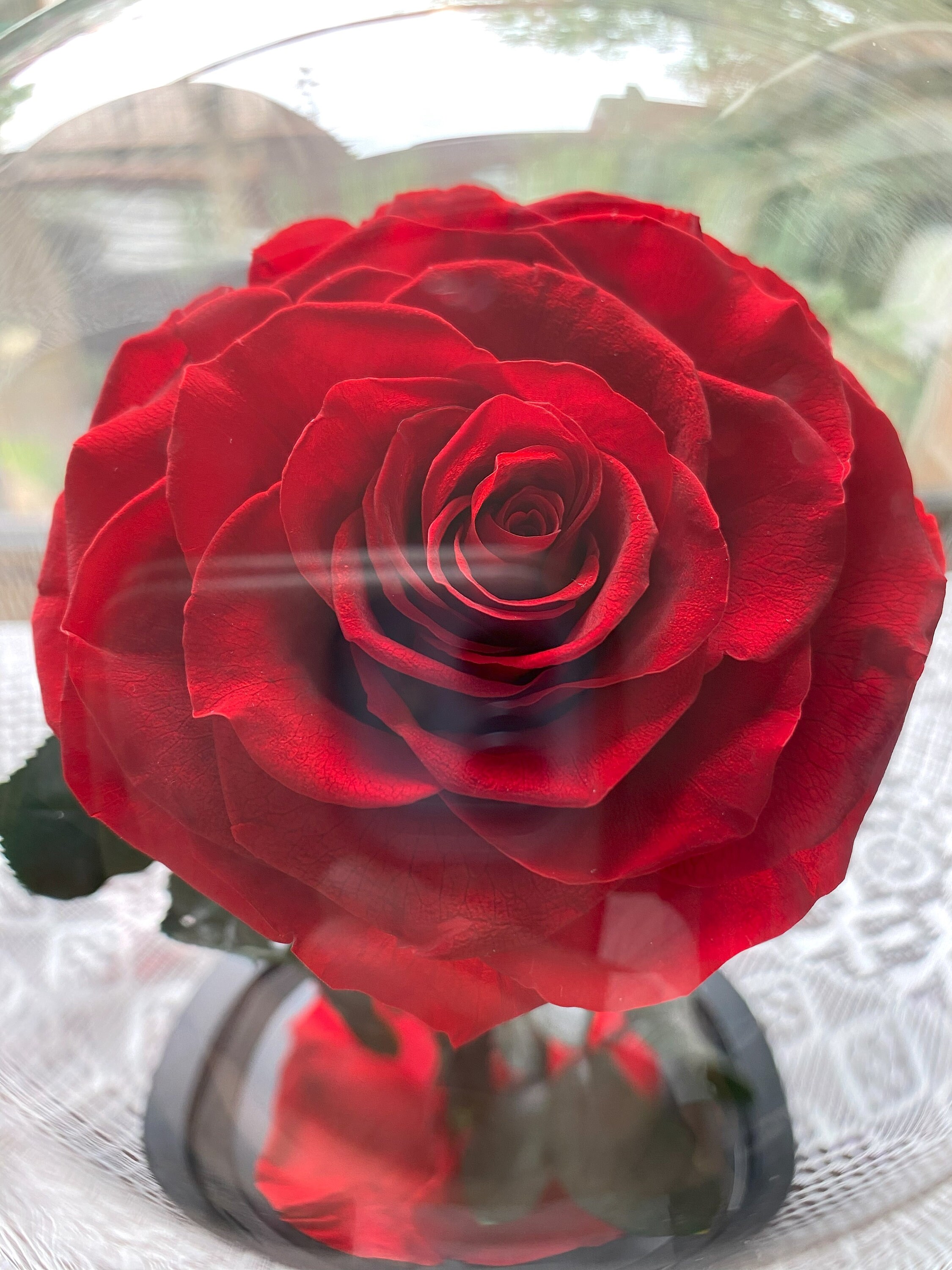 Preserved Rose in Glass Dome,valentine's Day Gift for Her,infinity Rose ...