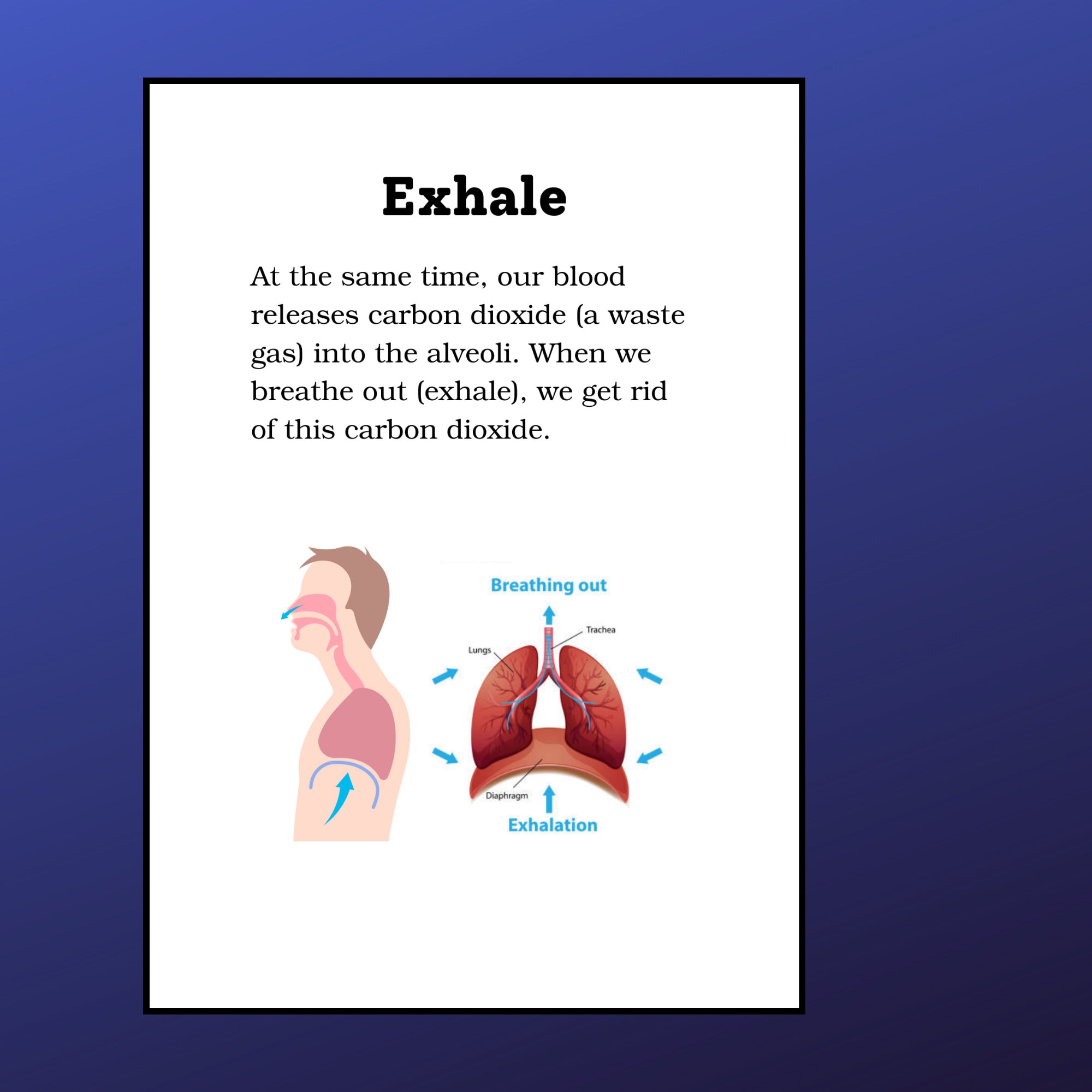 Colorful Lungs, Fun With Anatomy, Breathe, Color, Learn, Educational ...
