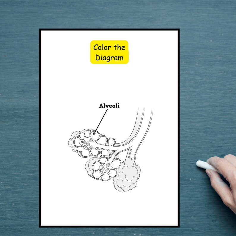 Colorful Lungs, Fun With Anatomy, Breathe, Color, Learn, Educational ...