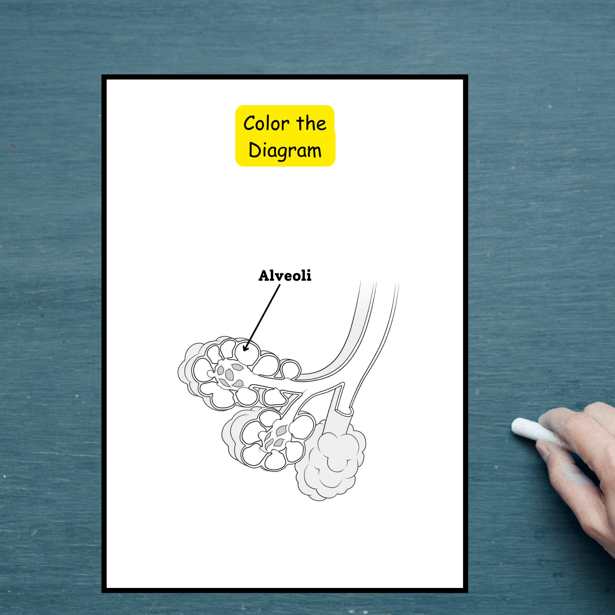 Colorful Lungs, Fun With Anatomy, Breathe, Color, Learn, Educational ...