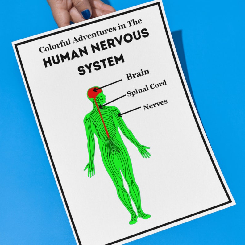 Human Nervous System Anatomy Coloring E Book for Kids Age (6-12) - Etsy