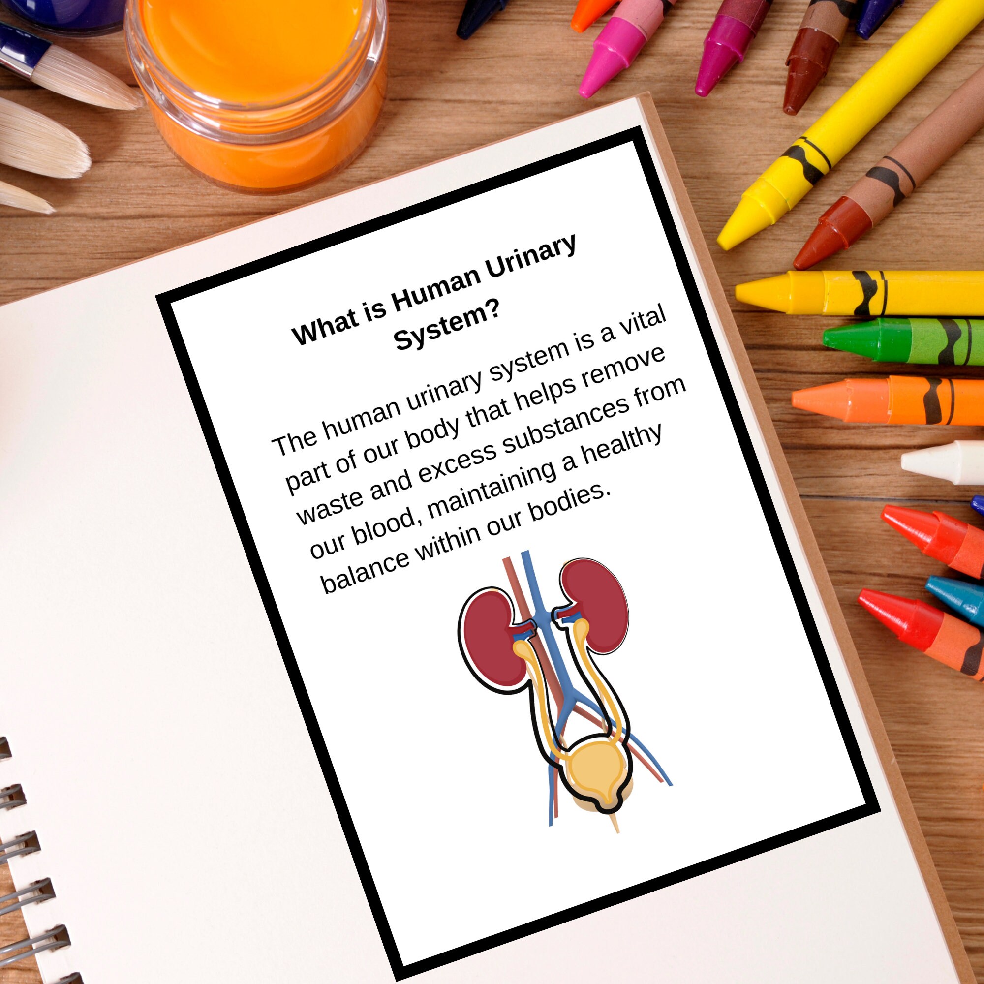 Urinary Adventures, Kid-friendly Urinary System Learning Coloring E ...