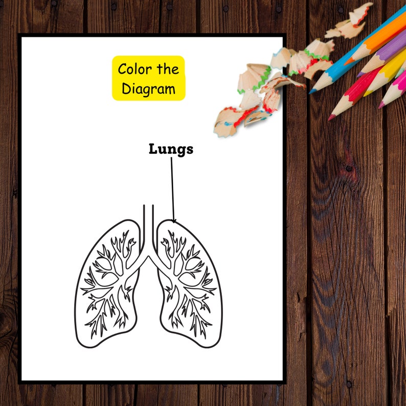 Colorful Lungs, Fun With Anatomy, Breathe, Color, Learn, Educational ...