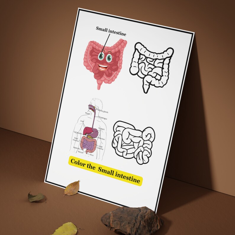 Digestive System Coloring E-book for Creative Learning - Etsy