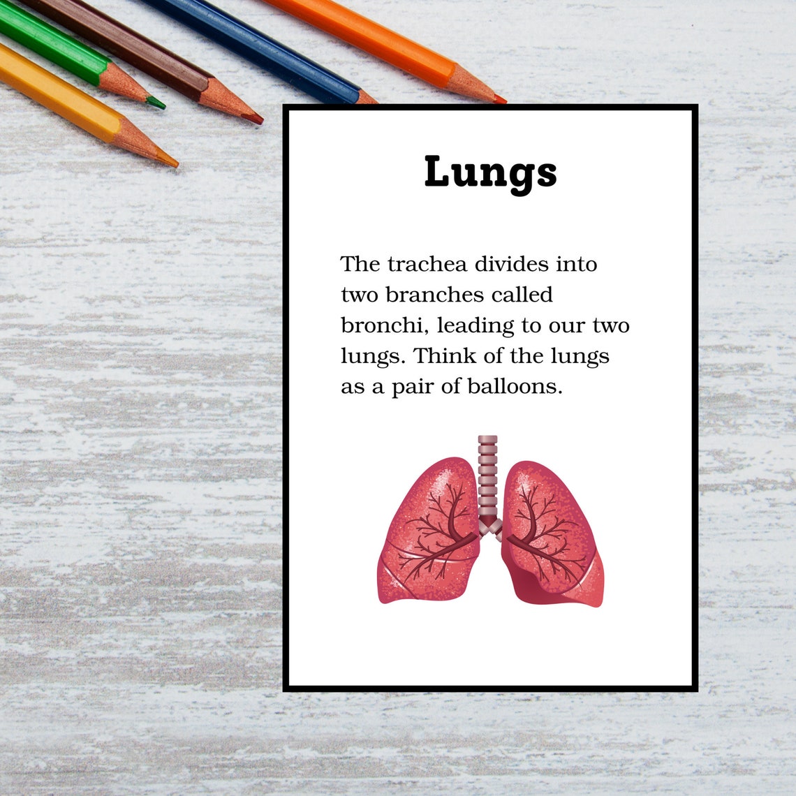 Colorful Lungs, Fun With Anatomy, Breathe, Color, Learn, Educational ...