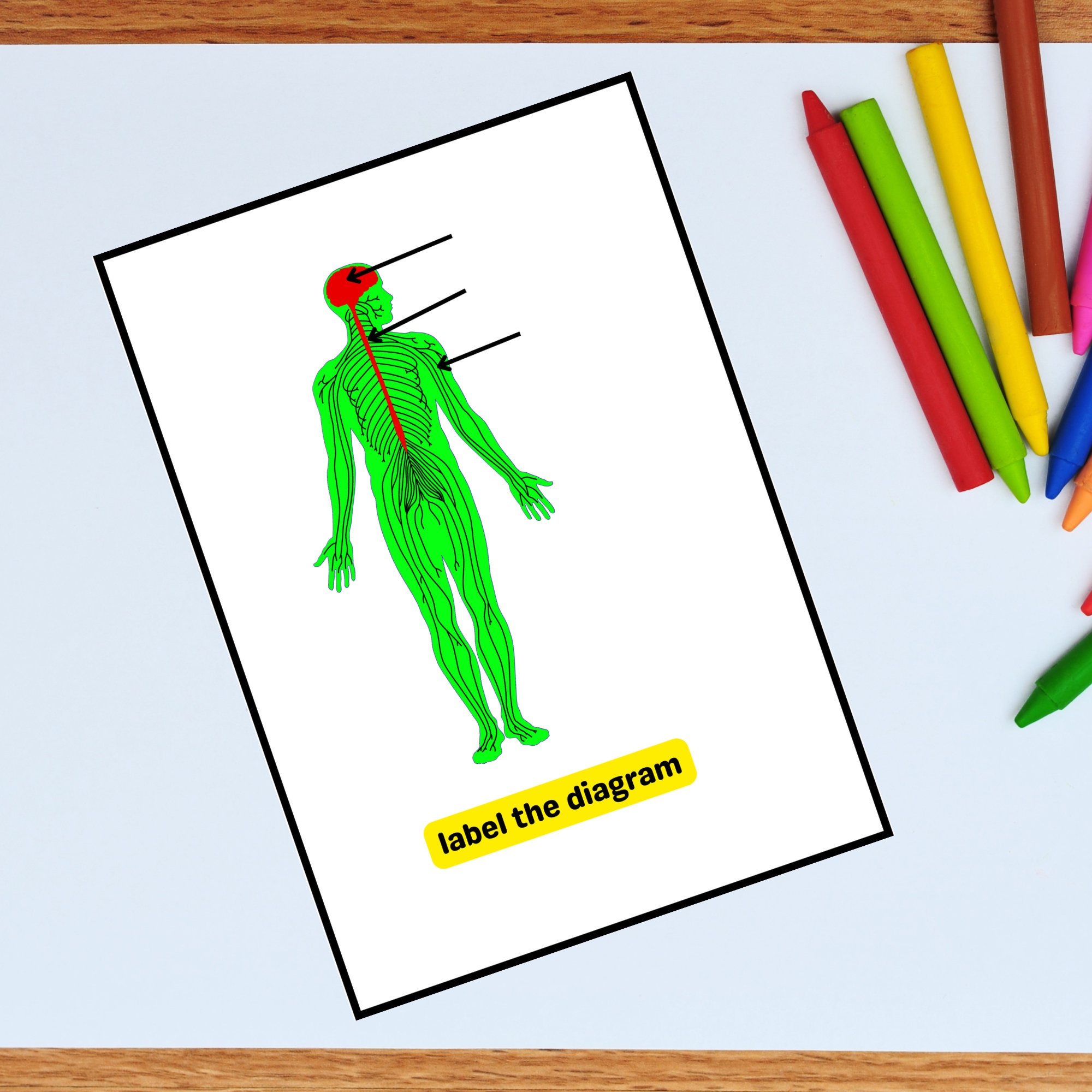 Human Nervous System Anatomy Coloring E Book for Kids Age 6-12 - Etsy