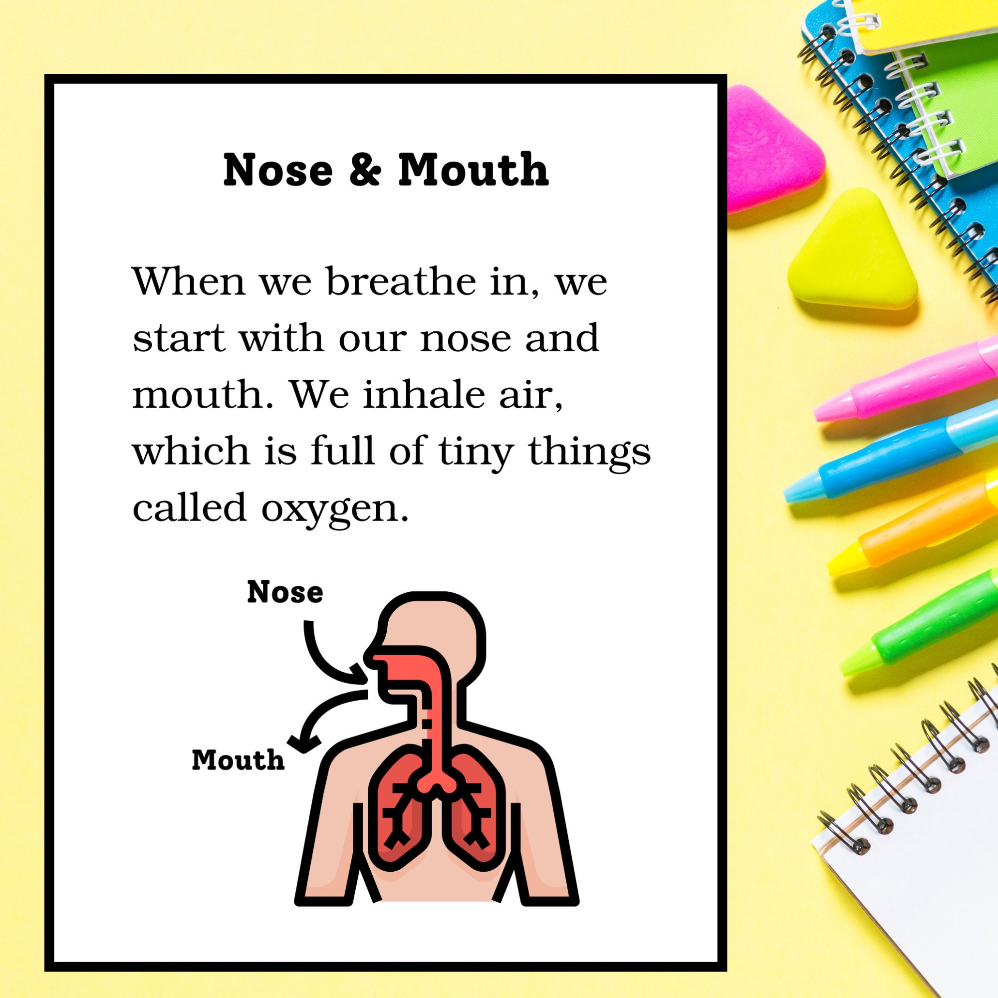 Colorful Lungs, Fun With Anatomy, Breathe, Color, Learn, Educational ...