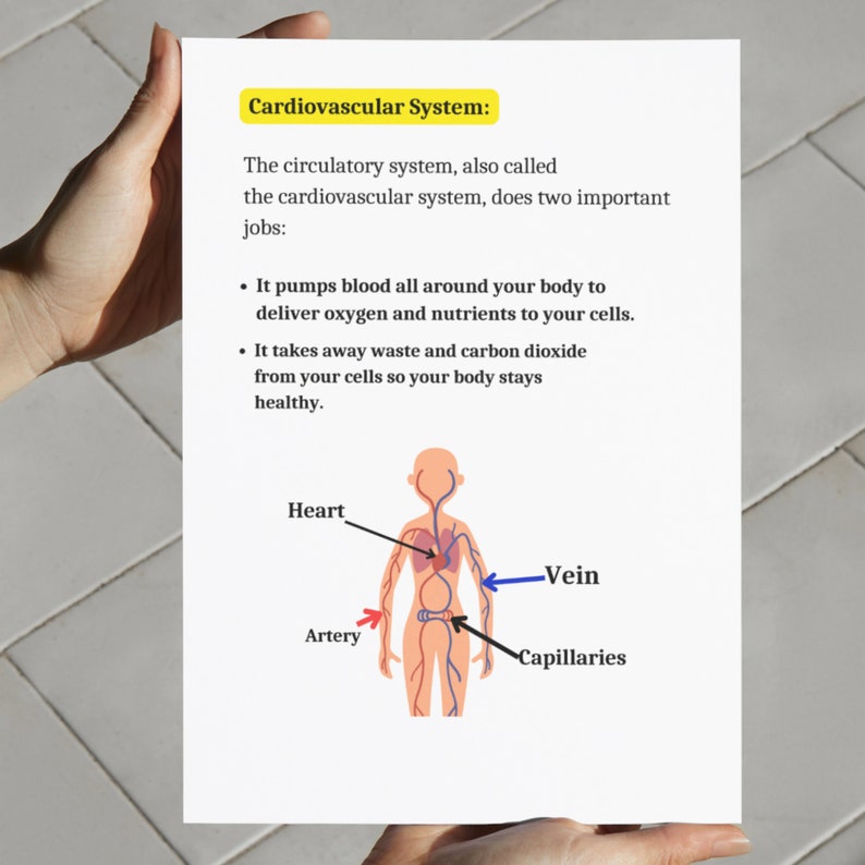 Discover & Color, Anatomy Adventures, Human Circulatory System Coloring ...