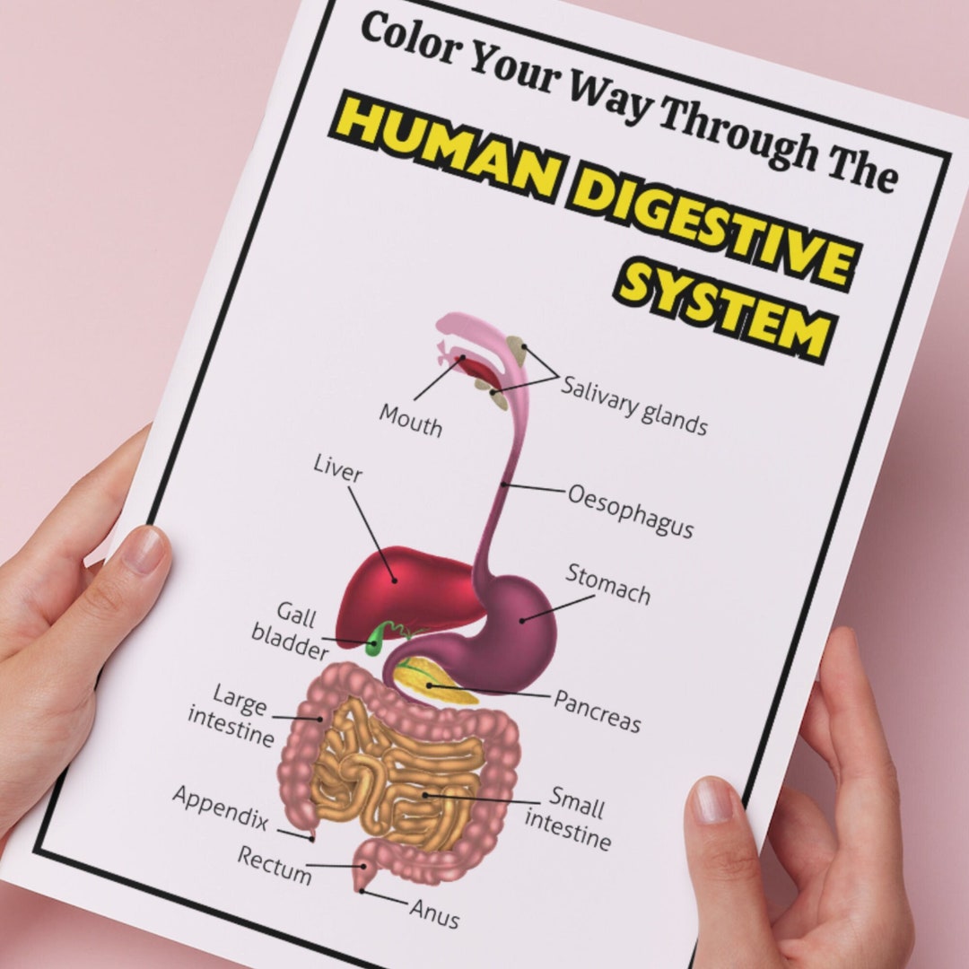 Digestive System Coloring E-book for Creative Learning - Etsy