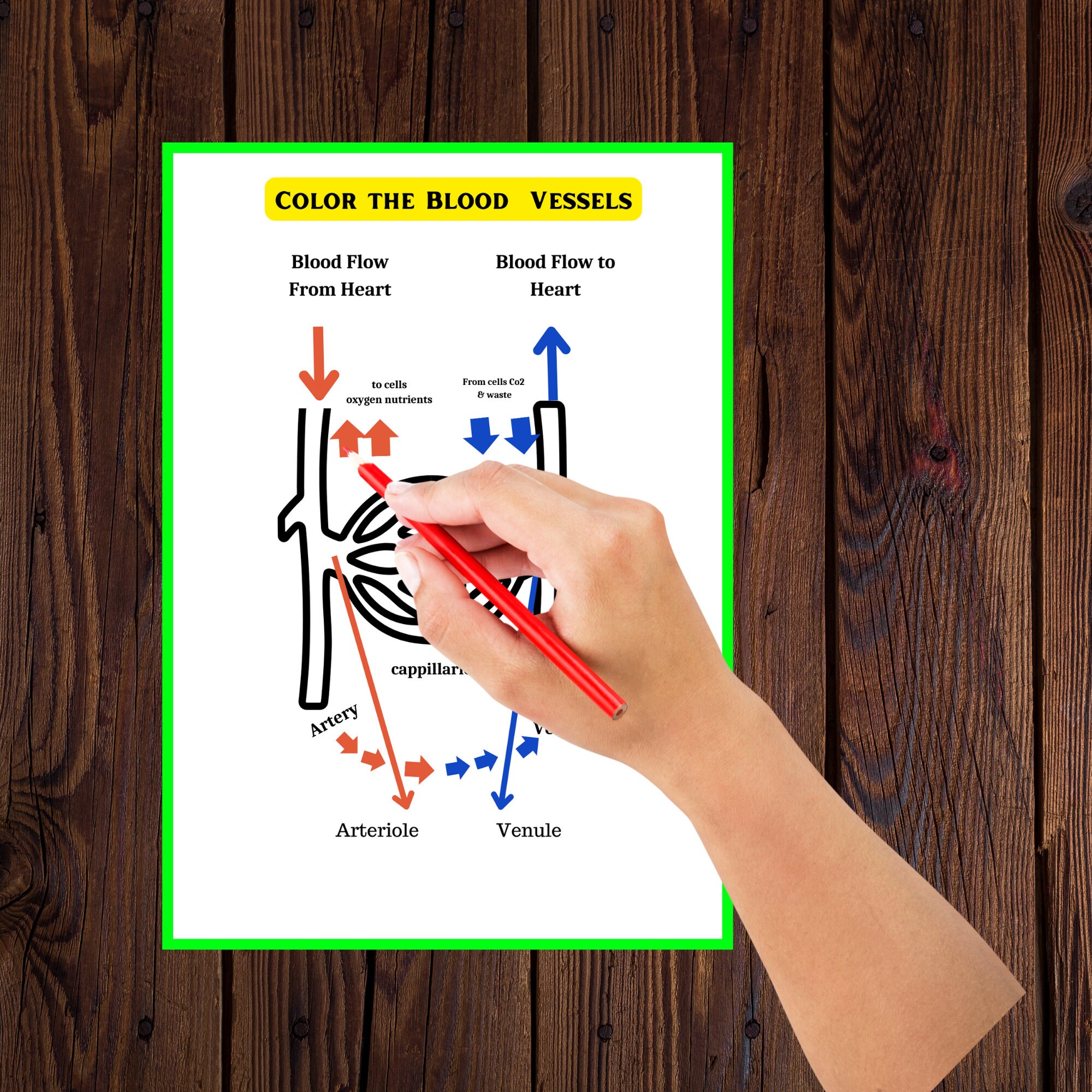 Discover & Color, Anatomy Adventures, Human Circulatory System Coloring ...
