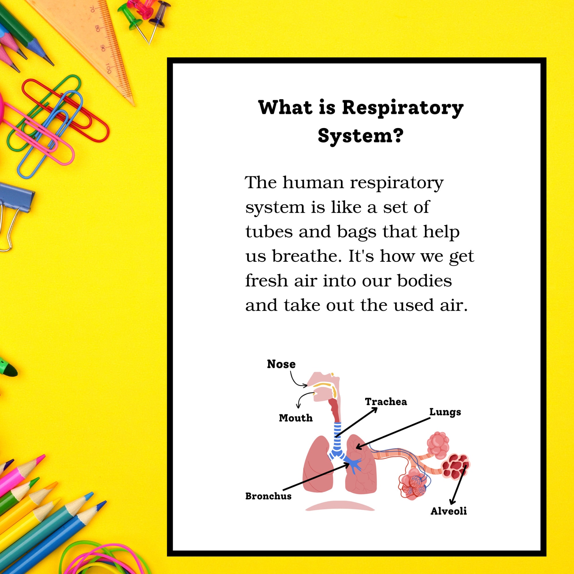 Colorful Lungs, Fun With Anatomy, Breathe, Color, Learn, Educational ...
