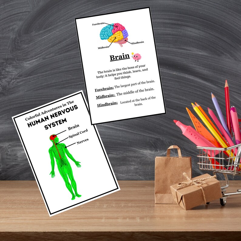 Human Nervous System Anatomy Coloring E Book for Kids Age (6-12) - Etsy