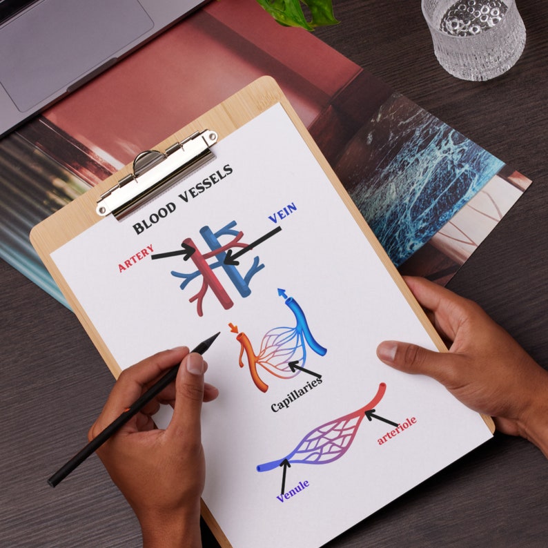 Discover & Color, Anatomy Adventures, Human Circulatory System Coloring ...